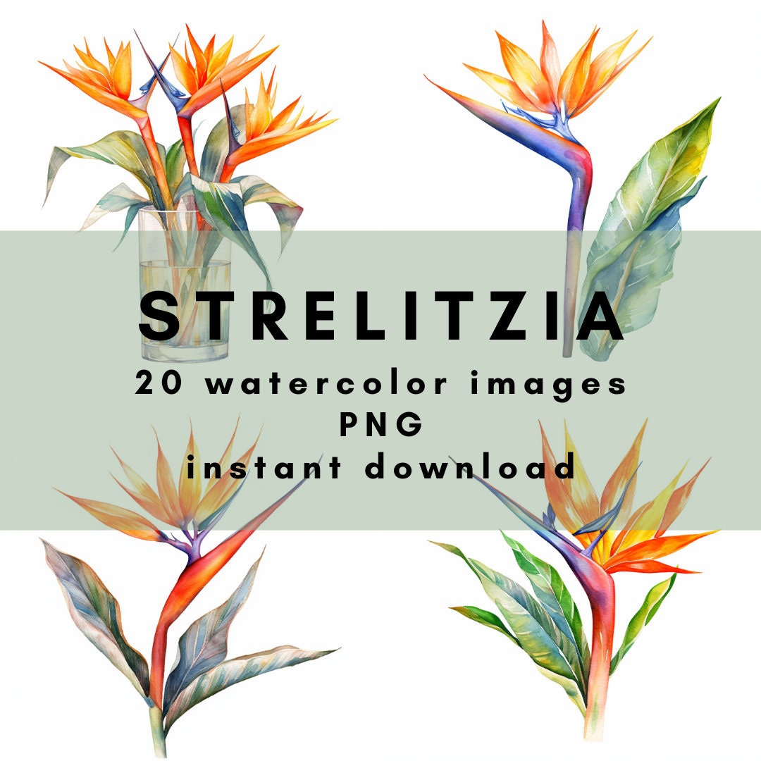 Strelitzia From South Africa. 20 Watercolor Images in PNG 300DPI Format ...