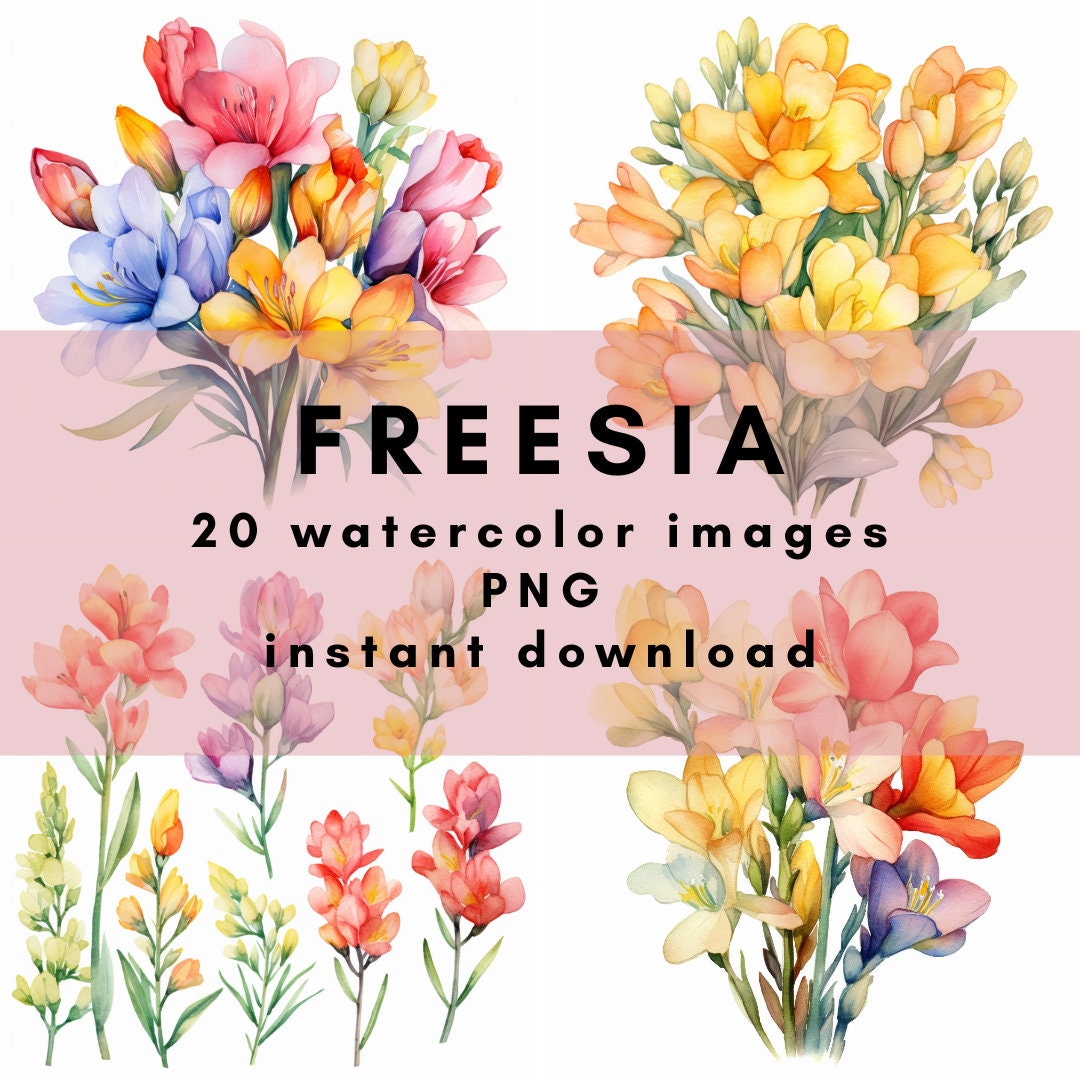 Freesia From South Africa. 20 Watercolor Images in PNG 300DPI Format ...