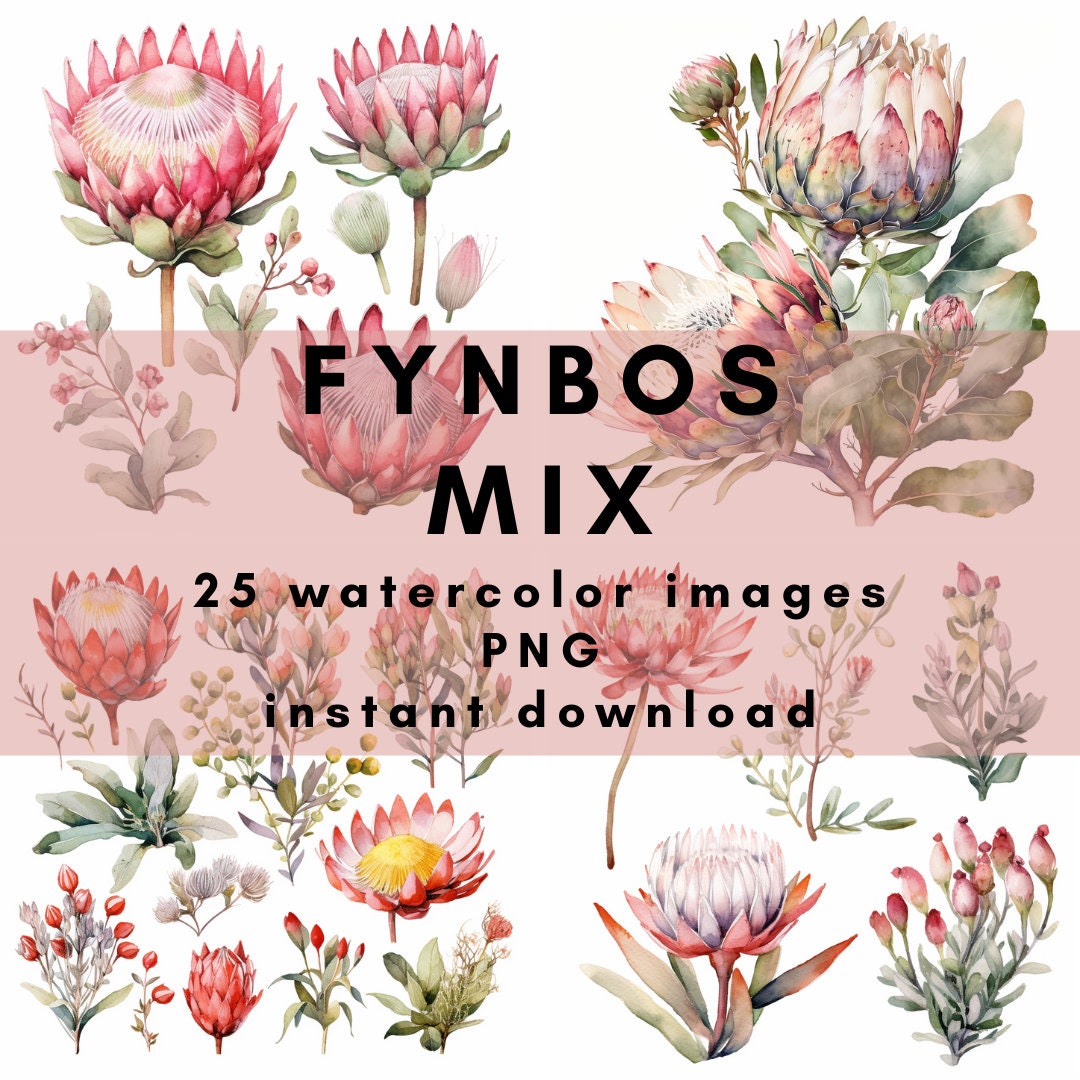 A Fynbos Mix From South Africa. 25 Watercolor Images in PNG (300DPI ...