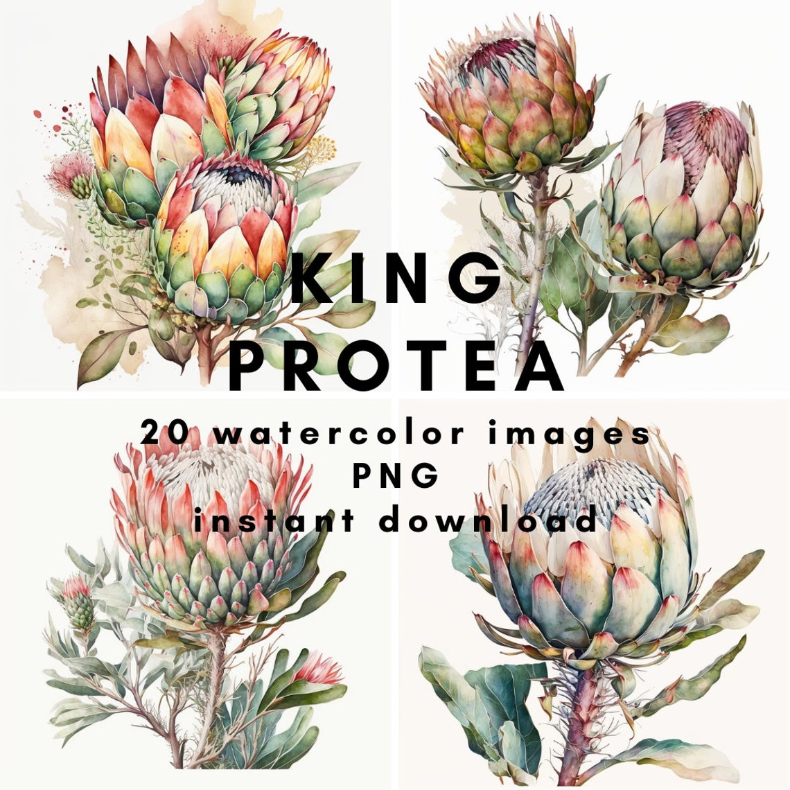 King Protea From South Africa. 20 Watercolor Images in PNG (300DPI ...
