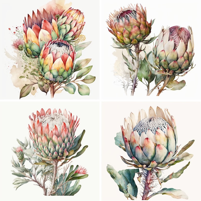 King Protea From South Africa. 20 Watercolor Images in PNG (300DPI ...