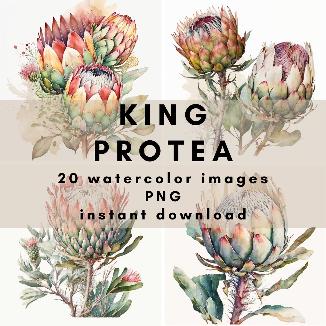 King Protea From South Africa. 20 Watercolor Images in PNG (300DPI) Format for Instant Download ...