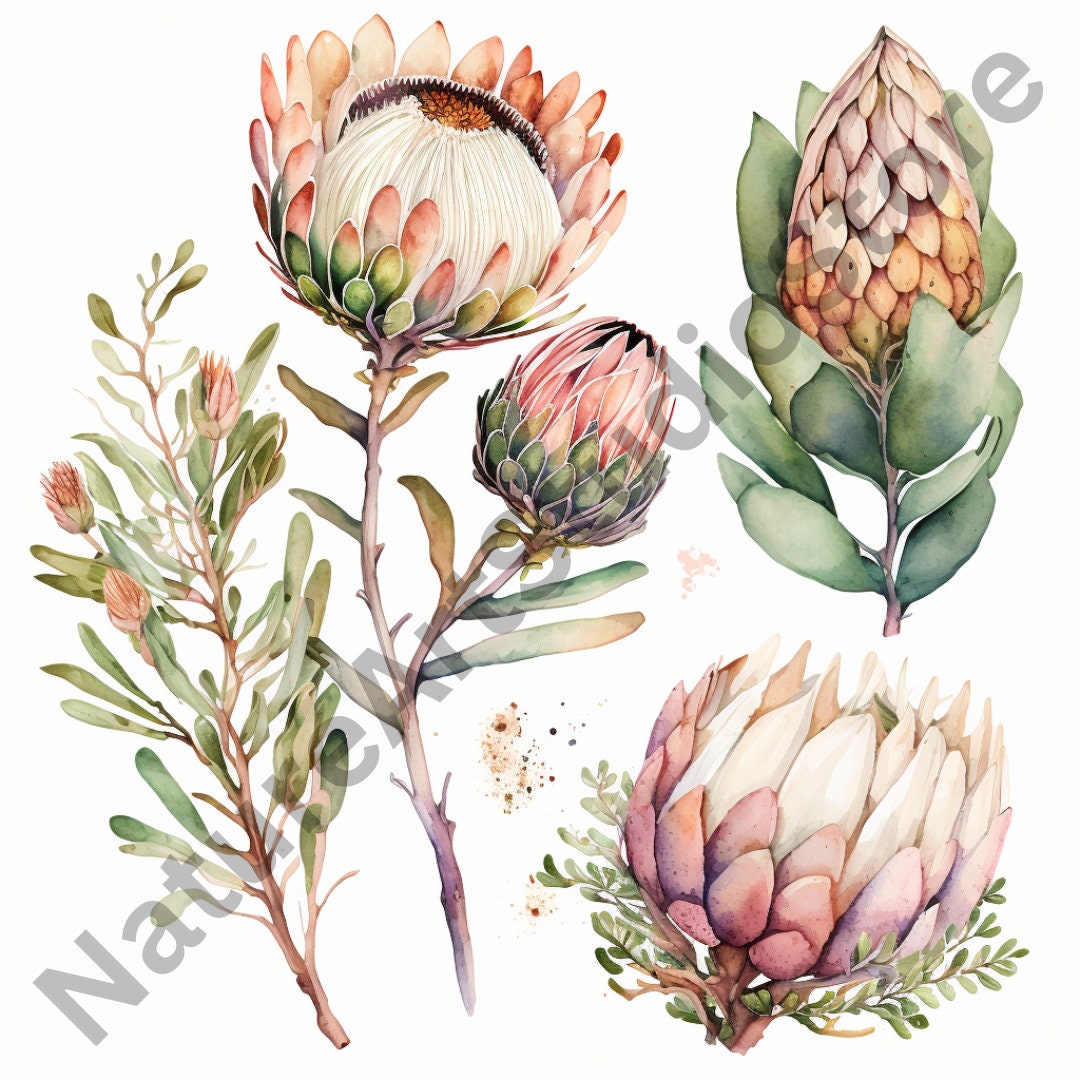 A Fynbos Mix From South Africa. 25 Watercolor Images in PNG (300DPI ...