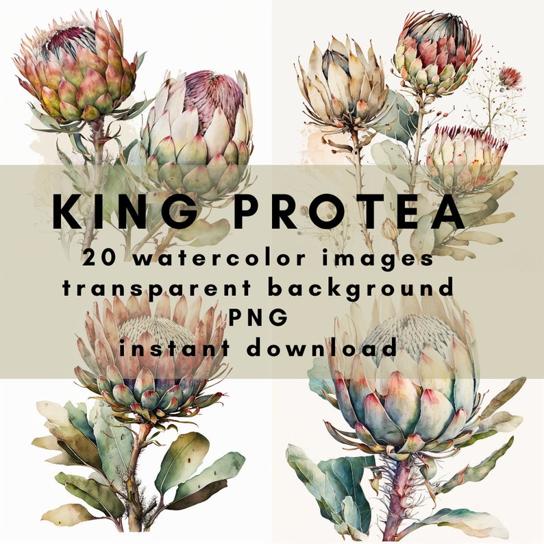 King Protea With Transparent Background. 20 Watercolor Images in PNG ...