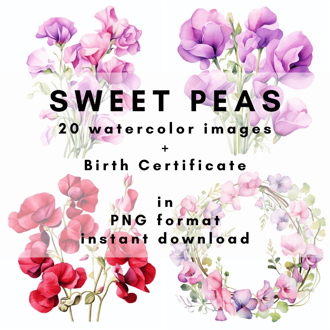 April Birth Flower: SWEET PEAS - 20 Watercolor Images + Birth ...