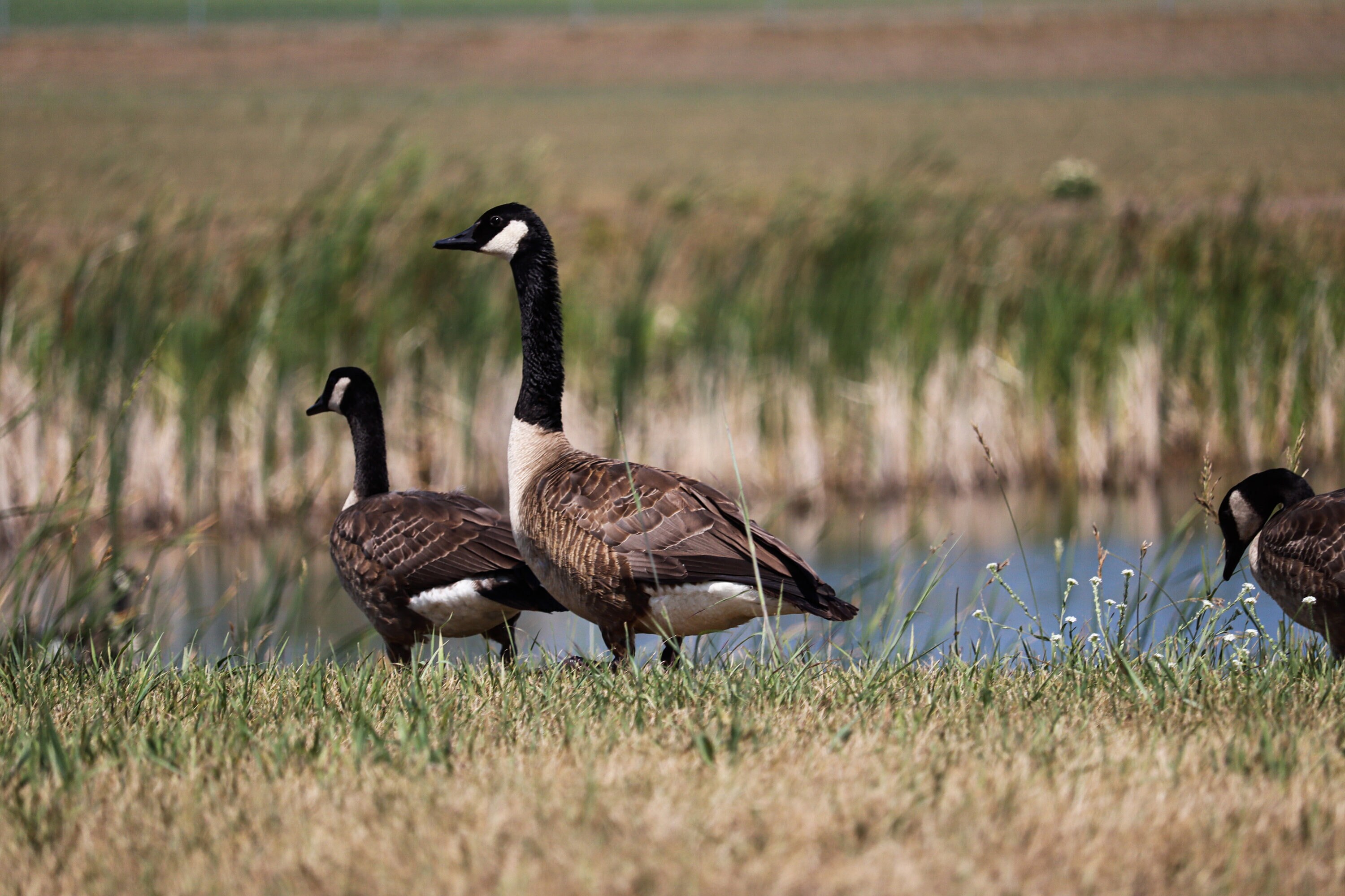 Goose Photo - Etsy
