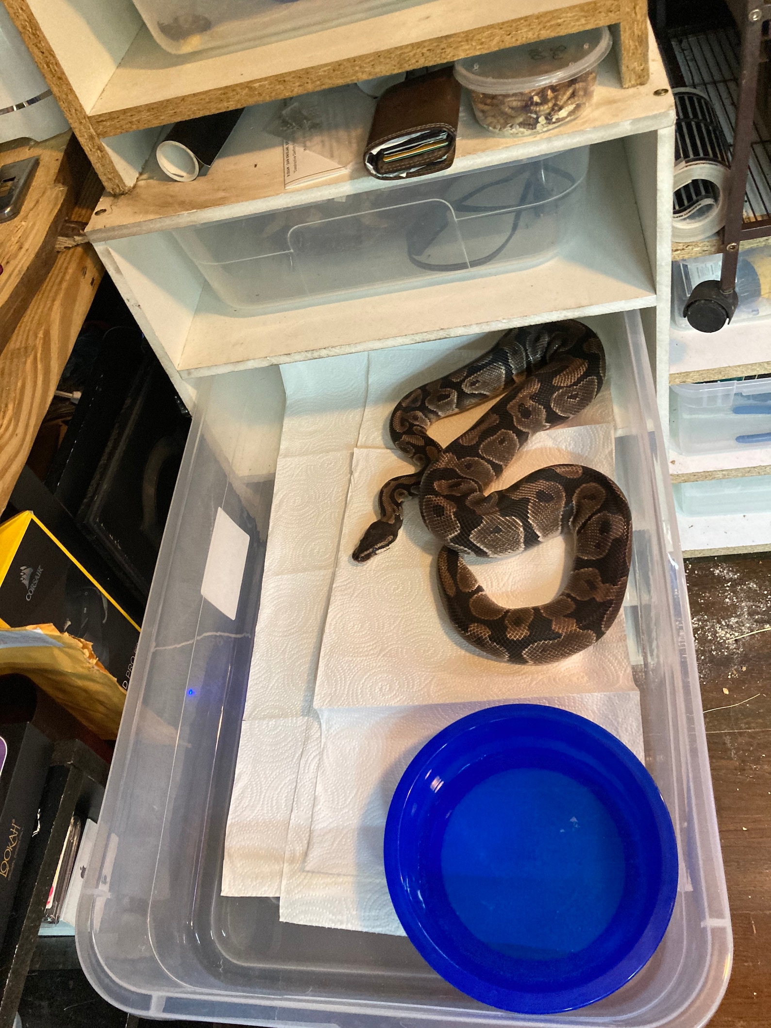 41qt Reptile Snake Rack 41 Qt Ball Python Rack Snake Rack - Etsy