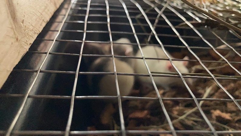 Stumps Space-saving Wooden Rodent Rat Breeding Storage Racks - Etsy