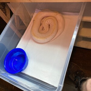 28qt PVC Reptile Snake Rack: Ball Python Hatchling Enclosure - Etsy