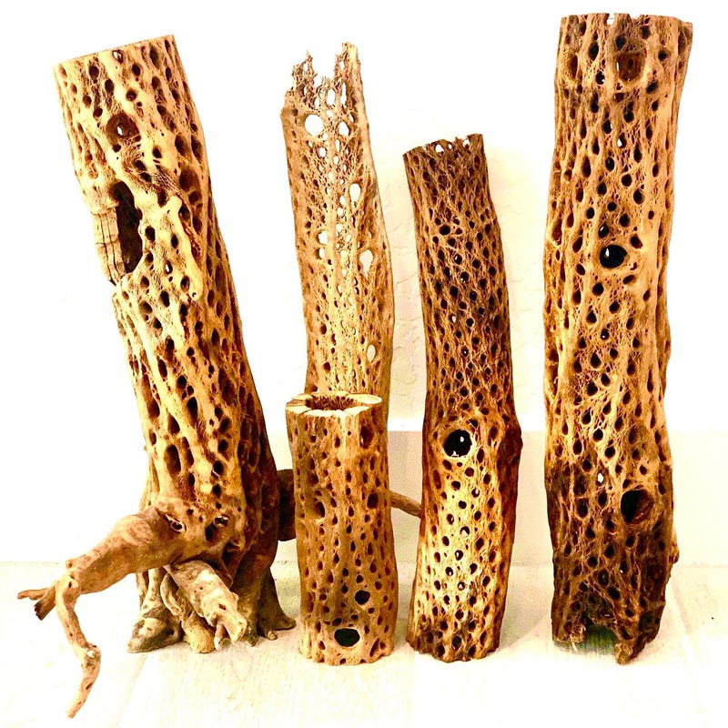 Cholla Wood With Air Plants - Etsy