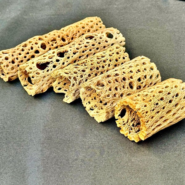 Cholla Cactus - Etsy