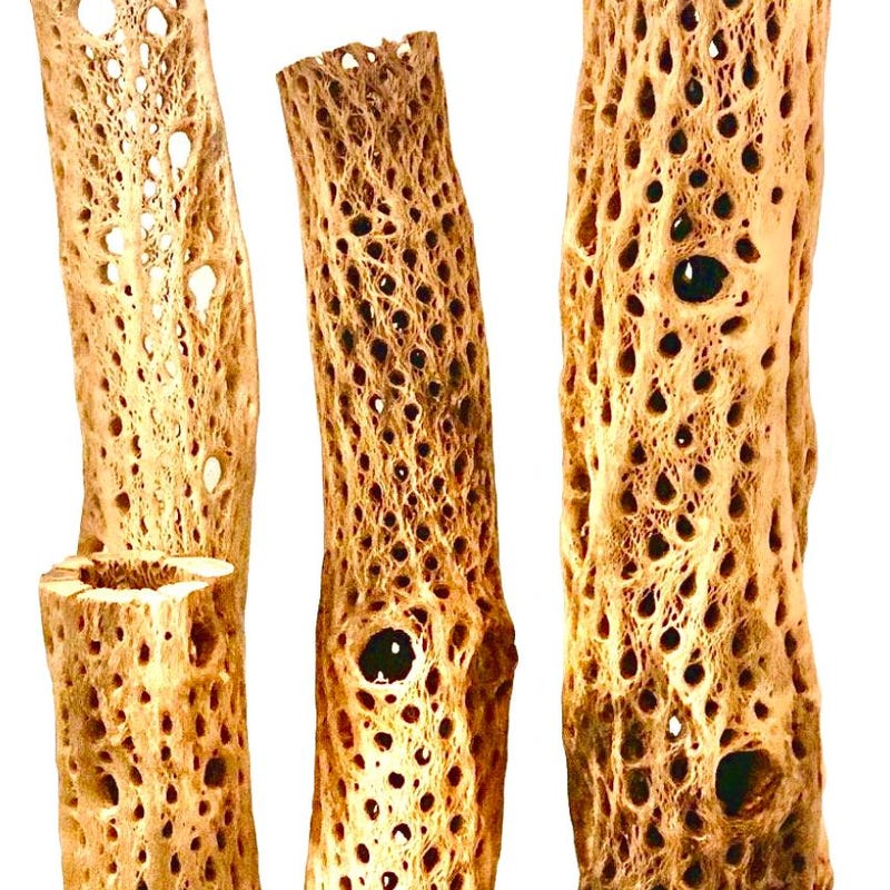 Cactus Skeleton - Etsy