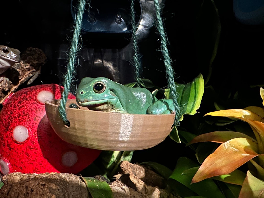 FROG SWING, GECKO Swing, Chives Ultimate , Swing, Ledge for Amphibian ...