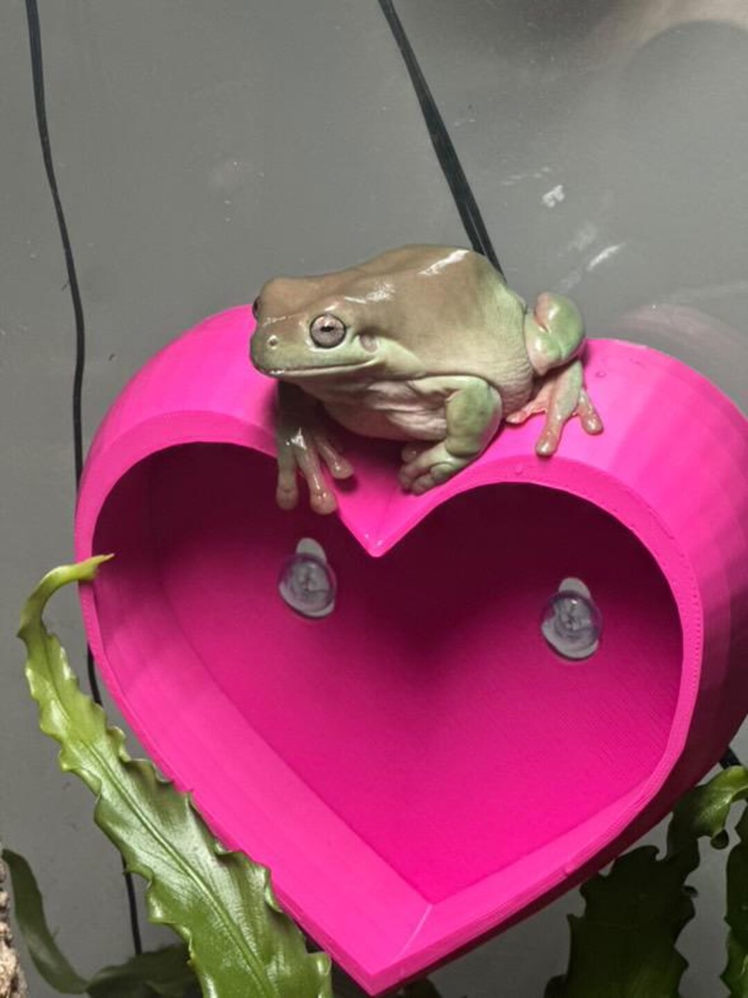 Herbies Heart Reptile/gecko/frog Hide - Vivarium Decoration - Perfect ...