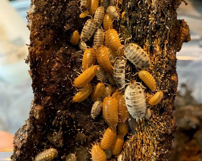 25 X ISOPOD Woodlice MIX Orange, Grey, Dairy Cow Isopod Cleanup Crew ...