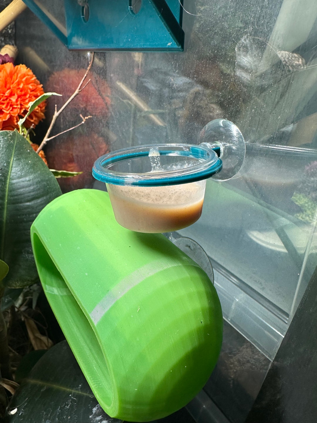 Grand Gecko Feeding Dish, Suction Cup, Perfect for the Larger Geckos ...
