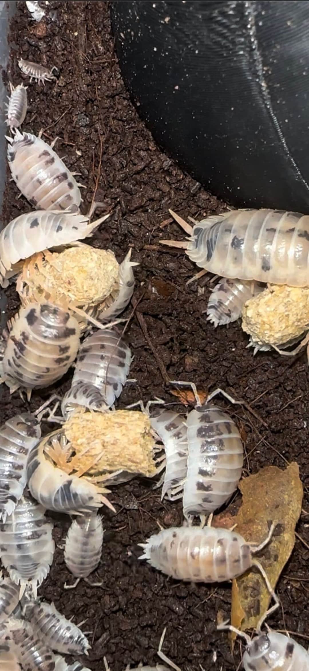 25 X ISOPOD Woodlice Diary Cows Clean up Crew Reptile - Etsy