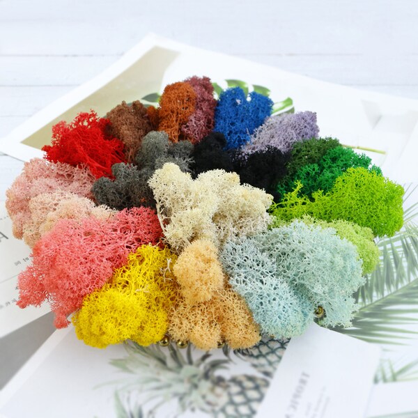 Reindeer Moss - Etsy