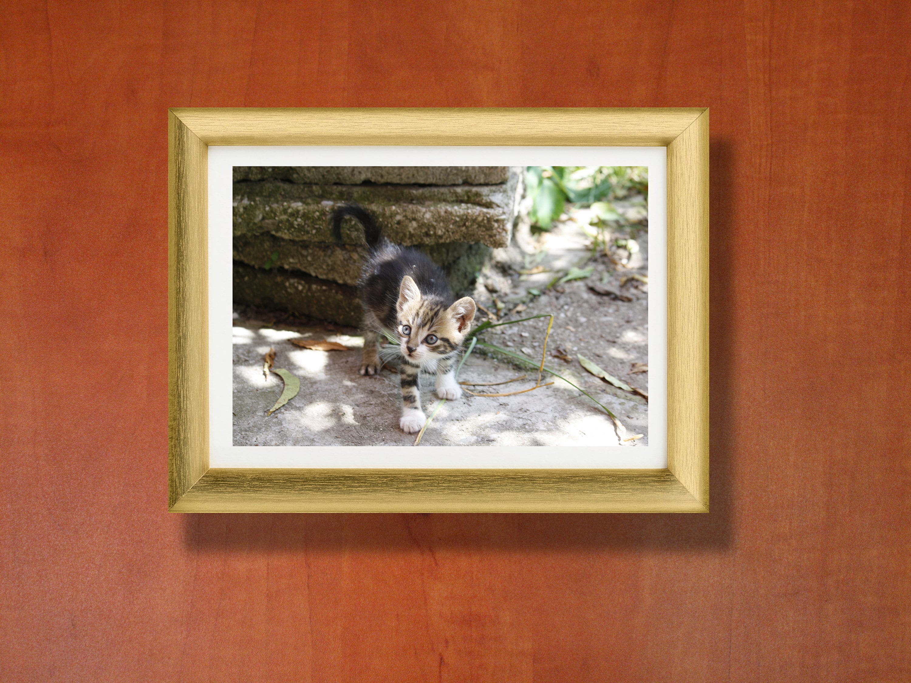 Cat Photography, Kitten Photo, Digital Printing, Nature Photography ...