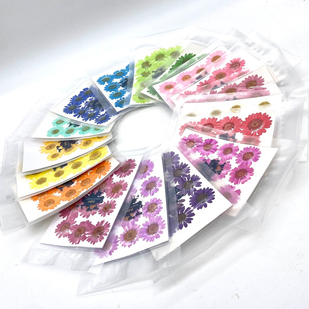 12 Real Dried Coloured Daisies Daisy Flower for Resin Craft and DIY ...