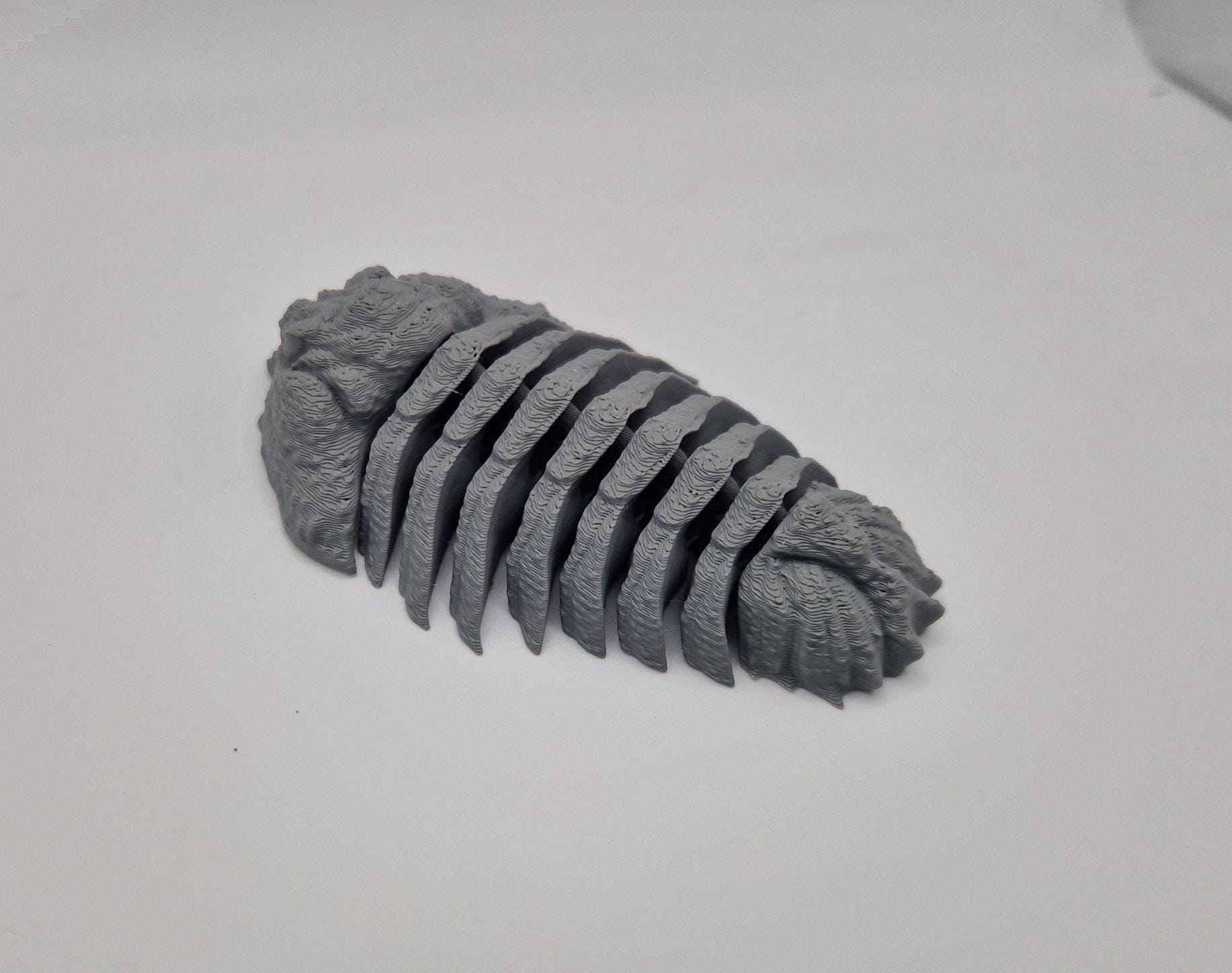 Trilobite Fossil Articulated Model Replica Arthropod Cambrian ...
