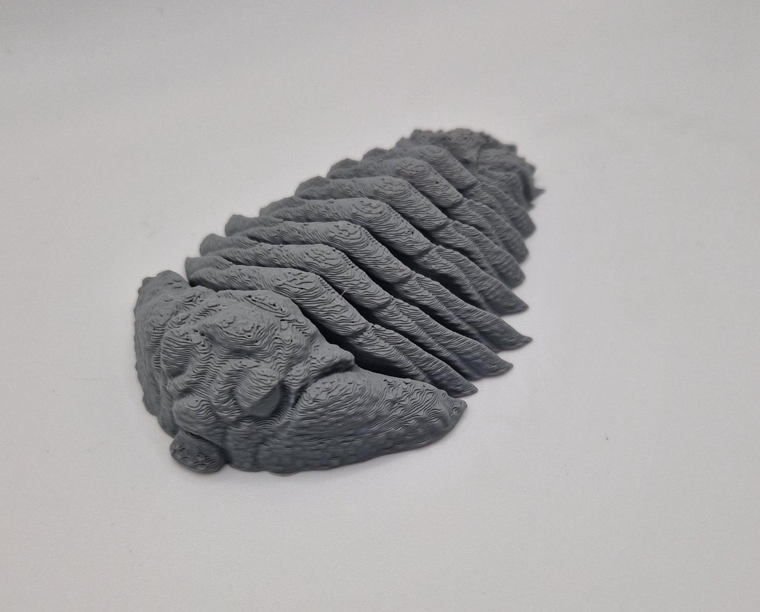 Trilobite Fossil Articulated Model Replica Arthropod Cambrian ...