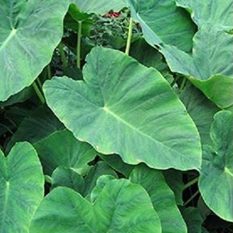 Giant Elephant Ear Plant - Etsy