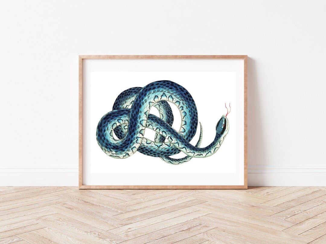 Vintage Blue Snake Art Print Mark Catesby Blue Decor - Etsy