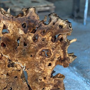 Large Olive Root Slice: Live Edge Wood Slab (48x44) - Etsy