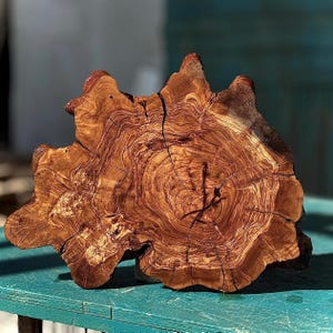 Olive Wood Root Slice, Live Edge Burl (12-24 Inch, Sanded Surface) - Etsy