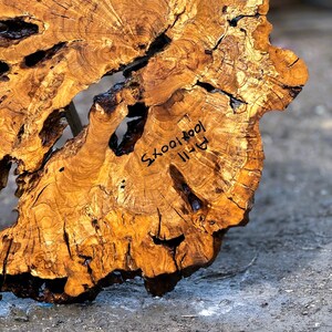 40 Ancient Olive Root Burl Slices - Etsy