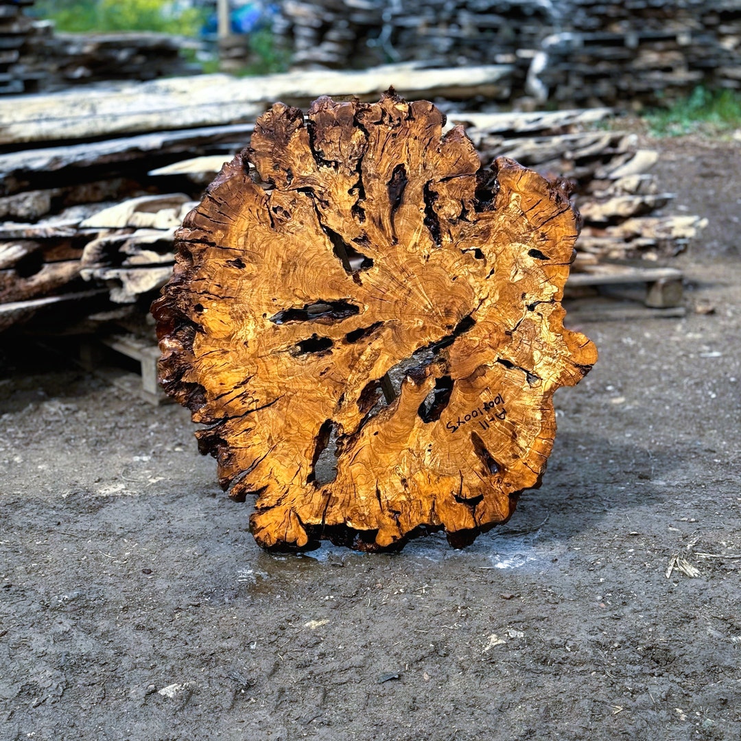 40 Ancient Olive Root Burl Slices - Etsy