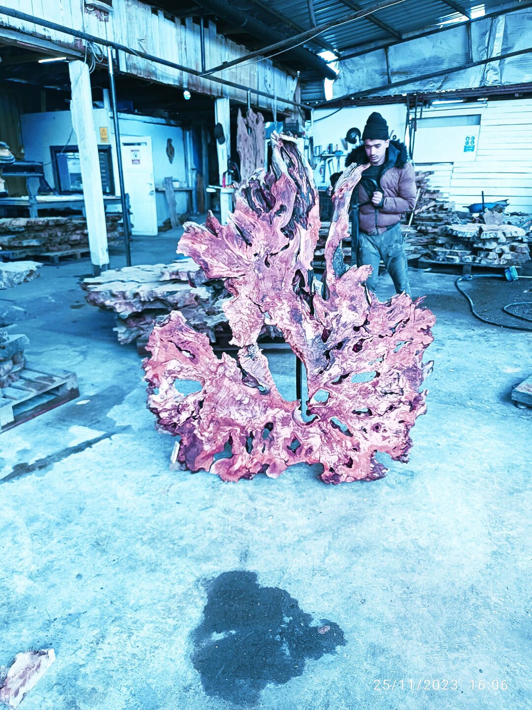 Unique Olive Wood Root Slice 118 X 145 X529.5kg - Etsy