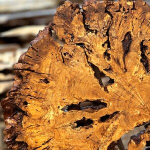 40 Ancient Olive Root Burl Slices - Etsy