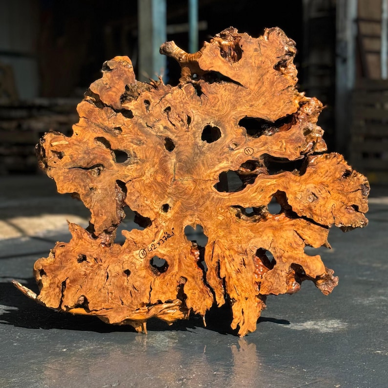 Olive Root Wood Slab: Ancient Burl From Turkey - Natural Cavities - Etsy