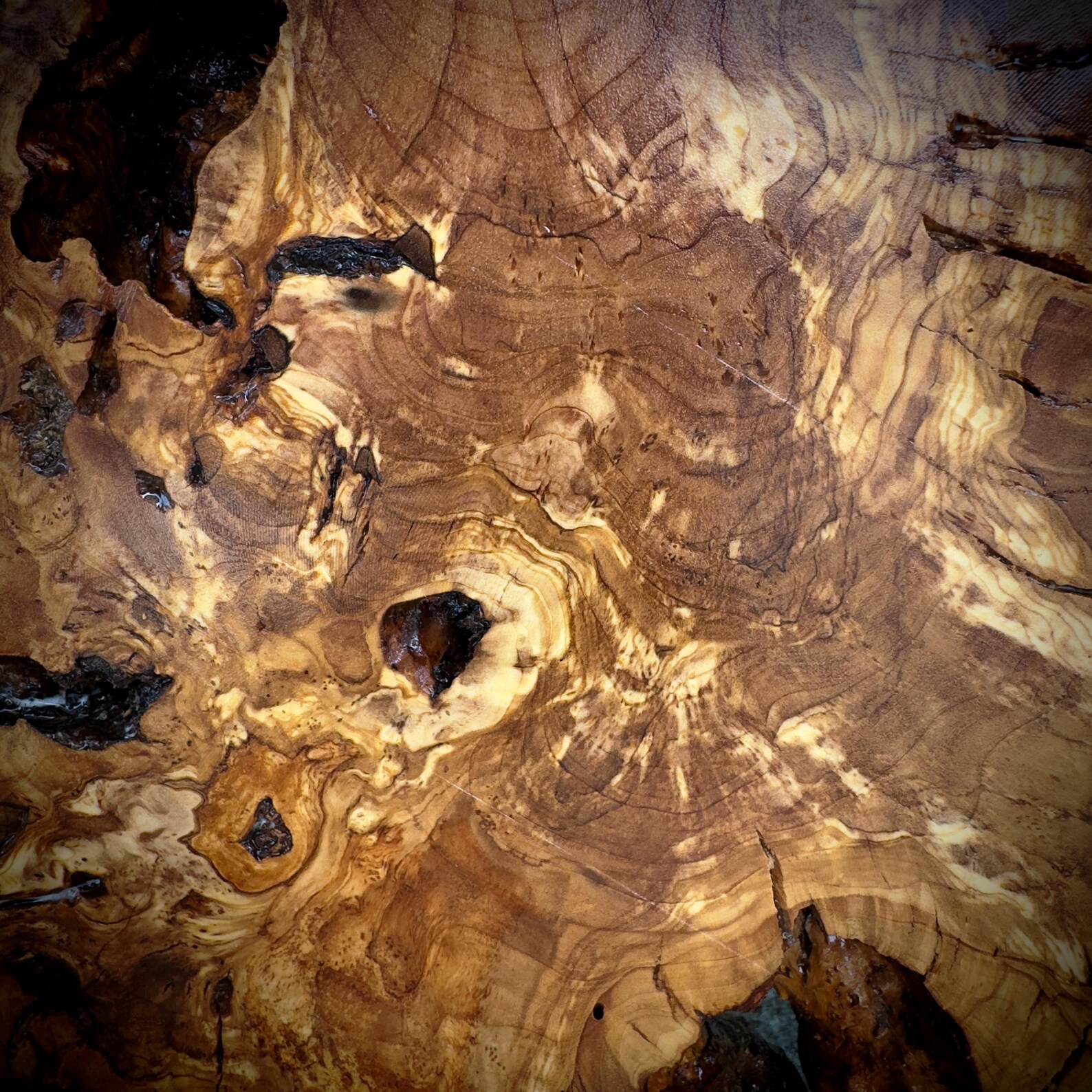 Olive Root Wood Slab: Live Edge Mediterranean Slice (42x38") - Etsy