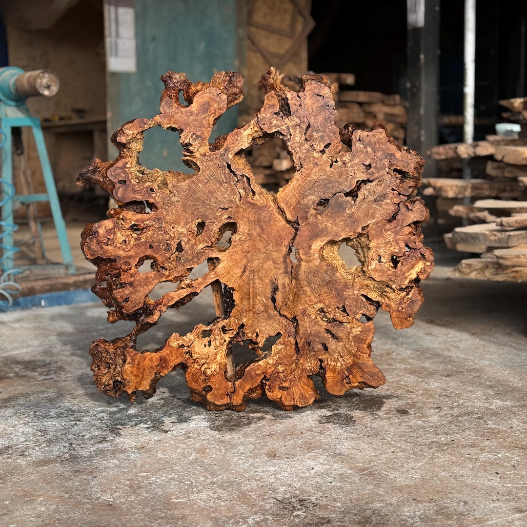 Ancient Olive Tree Root Burl Slice: Eco-friendly Wood Art for Epoxy ...