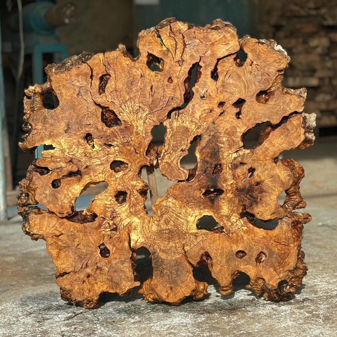32"-36" Turkish Olive Root Burl Slice: Live Edge Wood Slab - Etsy