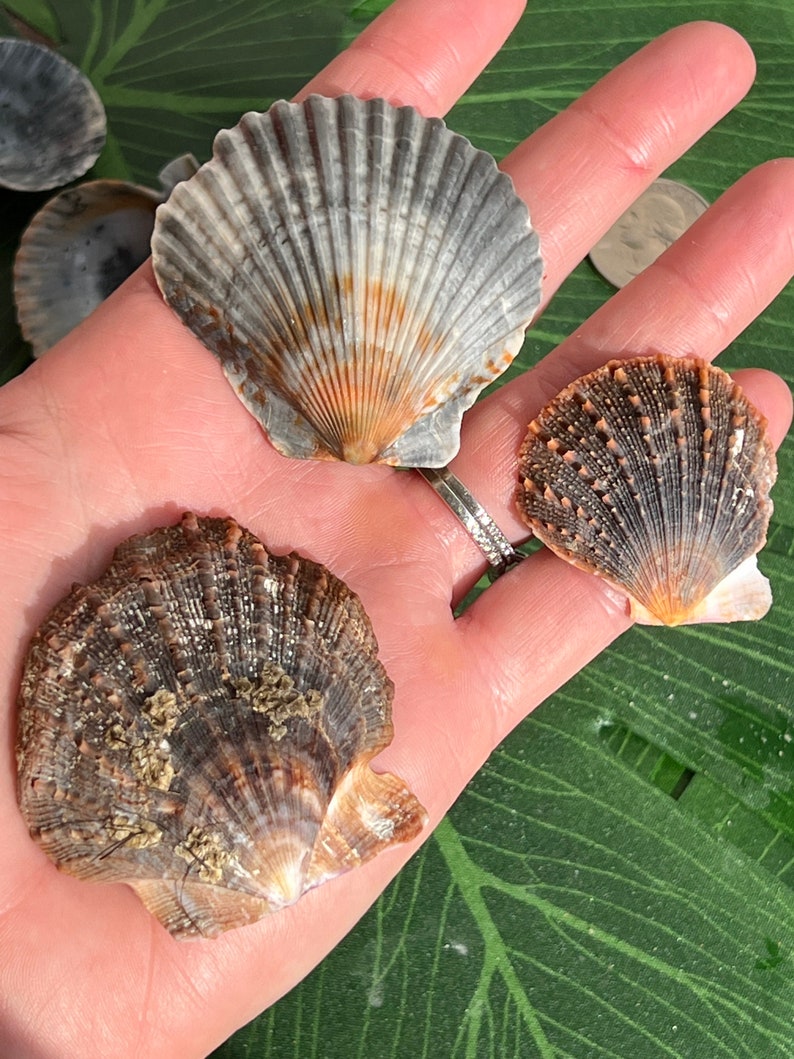 7 Shells Unique California Scallops Rare and Unique - Etsy