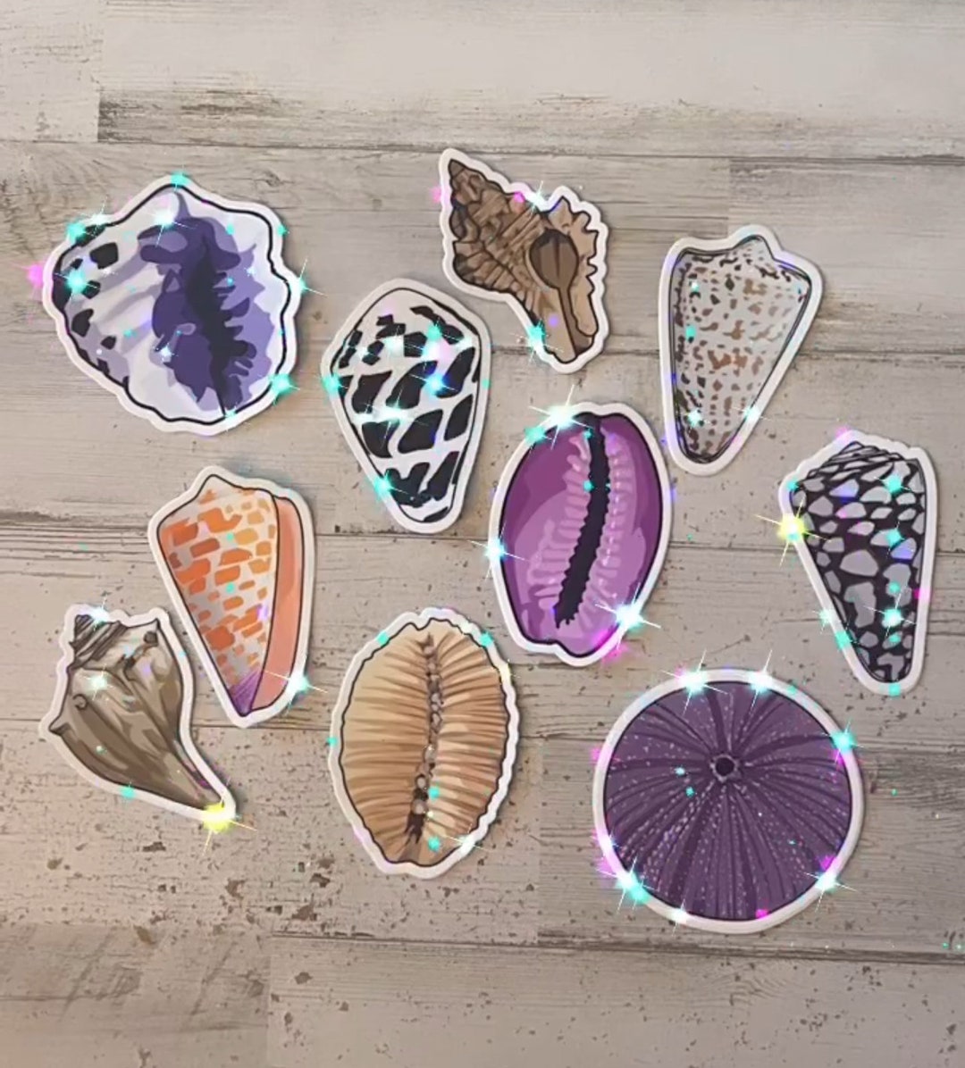 Stickers. Shells, Hawaii Shells, Granulated Cowry, Tessellate Cone ...