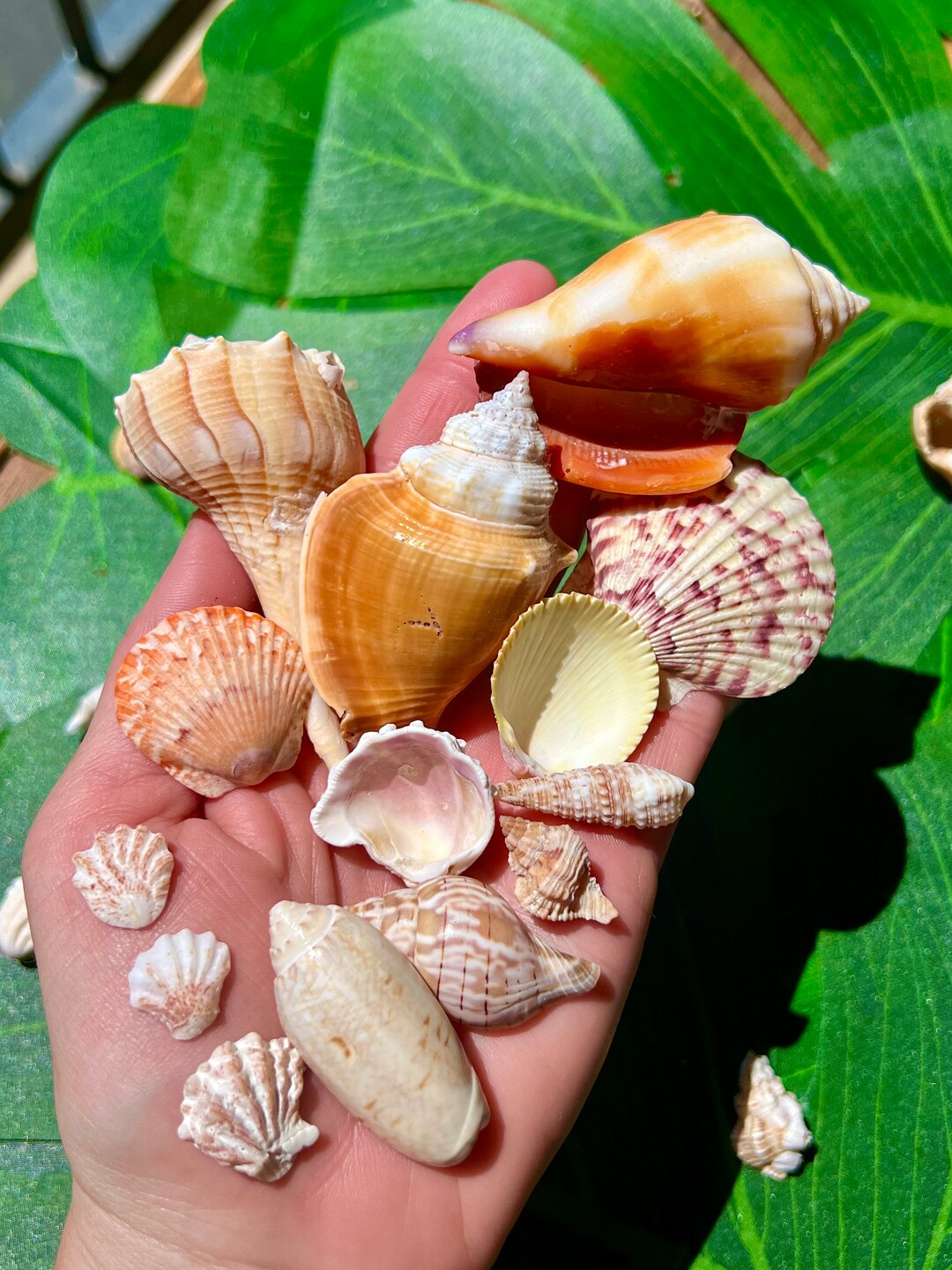 Sanibel Seashell Bundle 24 Mixed Shells Great for a Gift, a Collection ...