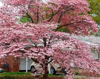 Pink Flowering Dogwood, Cornus Florida "rubra", Pink-white Flowers, 1 ...