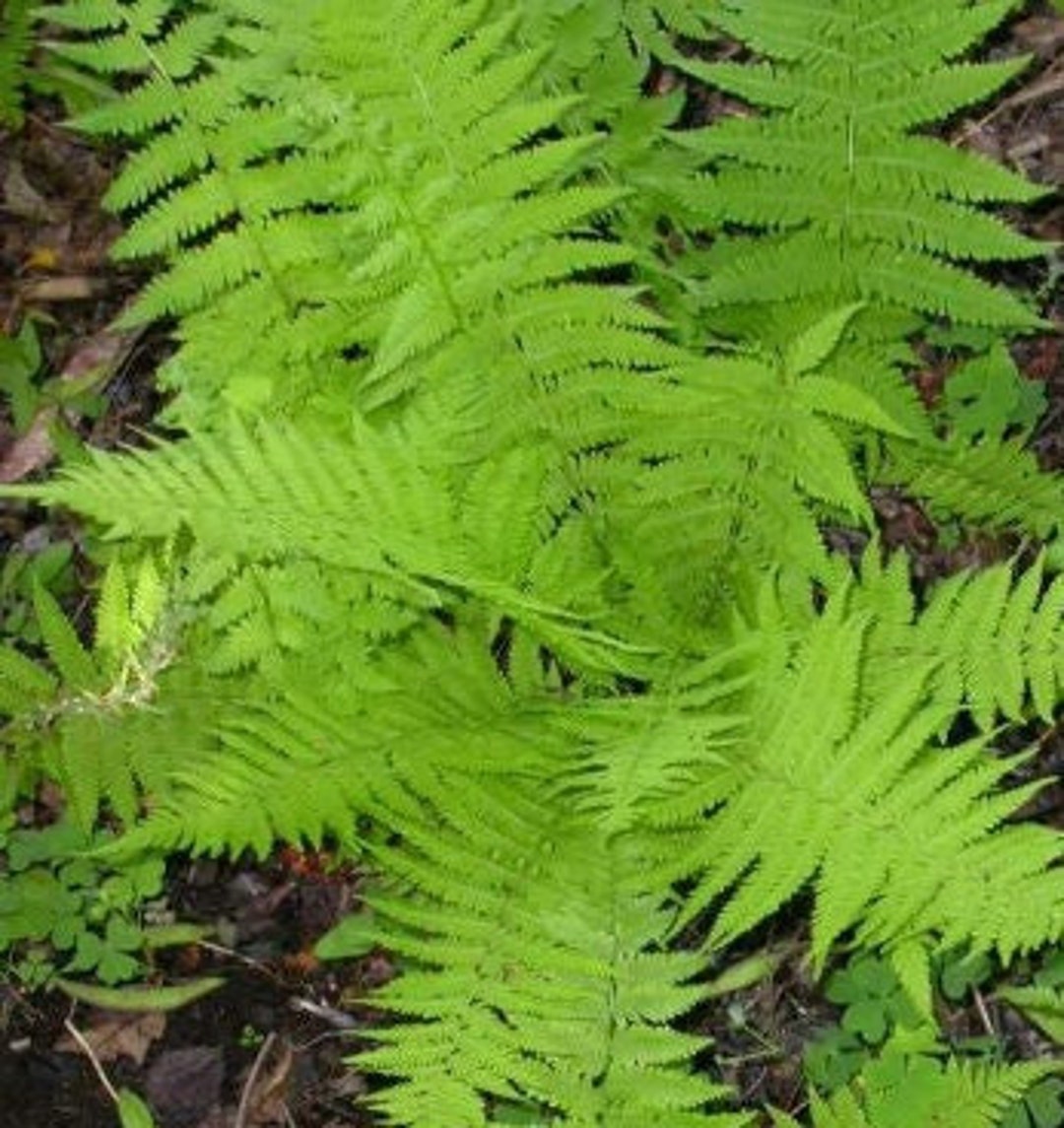 20 Hay Scented Fern Clumps Dennstaedtia Punctilobula - Etsy