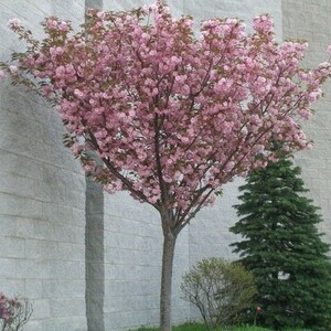 2 Kwanzan Flowering Cherry Trees in Pots - Etsy