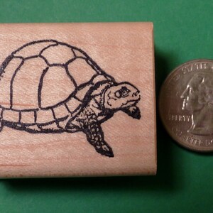 Box Turtle Rubber Stamp, Wood Mounted - Etsy