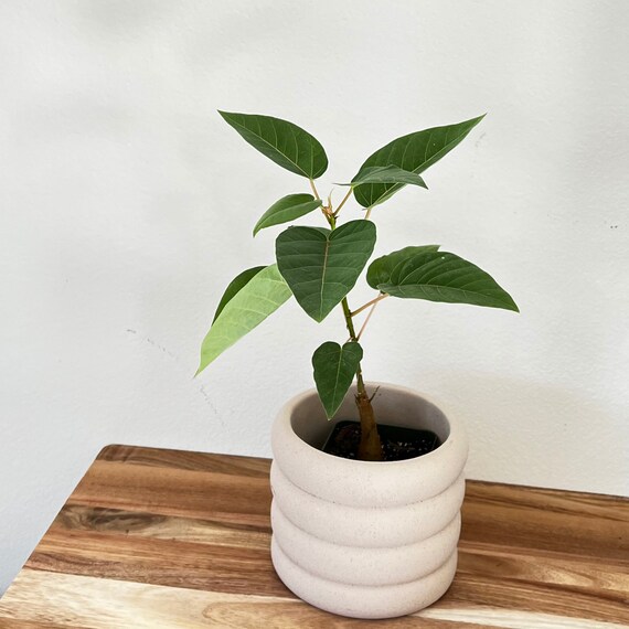 Ficus Brandegeei Cape Desert Fig Tree Caudex Live Plant - Etsy