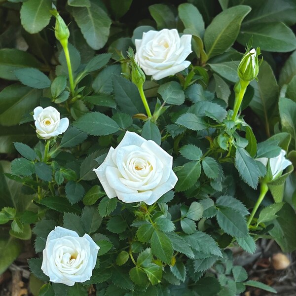 Rose Plants Live - Etsy