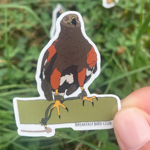 Harris Hawk - Etsy