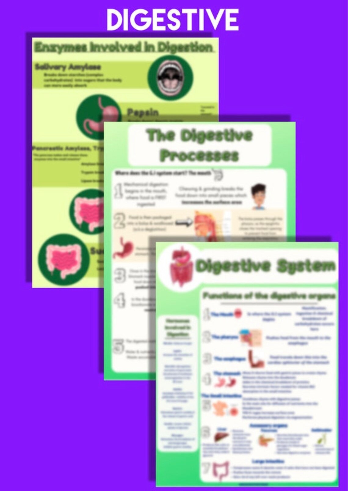 Bundle Anatomy & Physiology Part 2 Study Kit With Practice Questions ...