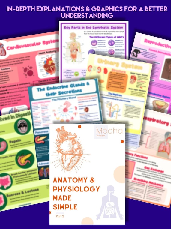 Anatomy & Physiology Study Kit Part 2 Worksheets - Etsy Australia